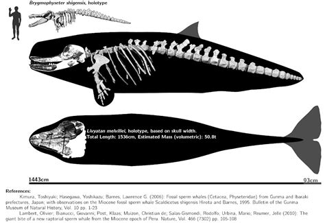 Leviathan Melvillei Size