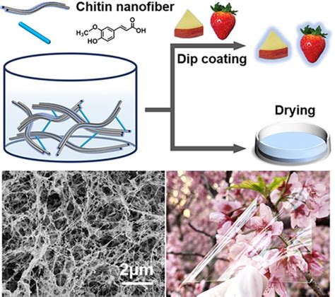Multifunctional Edible Chitin Nanofibersferulic Acid Composite Coating