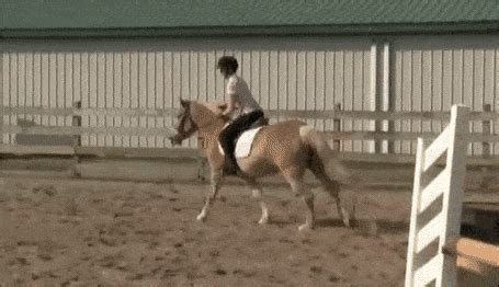 Horse  Ice