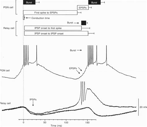 temporal characteristics of the different components of spindle wave