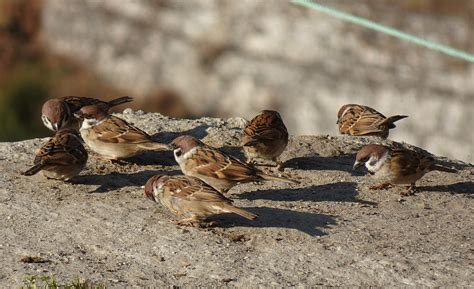 Tree Sparrow Tibetan Free Photo On Pixabay Pixabay