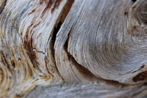 무료 이미지 나무 목재 잎 트렁크 식품 생기게 하다 재목 닫다 코코넛 그루터기 매크로 사진 꽃 피는 식물