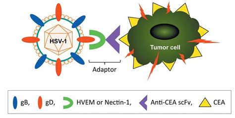 Tumor Targeting Of An Oncolytic Virus Hsv 1 With An Adapter Protein