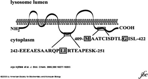 Lysosomal Targeting Motifs Of Cln3 Download Scientific Diagram