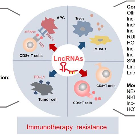 The Known Immune Related Lncrnas May Play A Vital Role In The