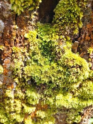 Tree Moss Stock Photos Images And Backgrounds For Free Download