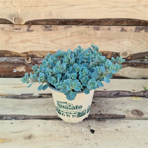 Sedum Robustum Floricoltura Quaiato