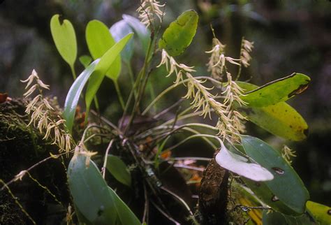 Stelis Poasensis Long Column Foot Leach Orchid Care And Culture