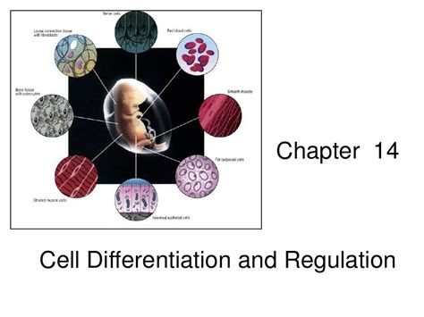 chapter14 cell diff word文档在线阅读与下载 无忧文档