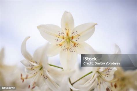 화창한 여름날에 는 섬세한 흰색 페루 백합의 백합꽃이 만발합니다 3가지 개체에 대한 스톡 사진 및 기타 이미지 3가지 개체 8월 개화기 Istock