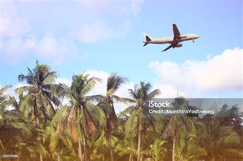 푸른 하늘 배경 컬러 필터와 함께 열 대 코코넛 나무 이상 비행 하는 비행기 공항에 대한 스톡 사진 및 기타 이미지 공항 관광 기업 재무와 산업 Istock