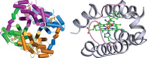 Tryptophan Lewis Structure