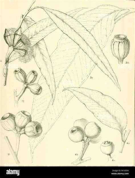 A 1903 Botanical Revision Of The Genus Eucalyptus Examining The Species Within The Genus Their