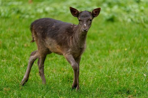 How Rare Are Black Deer Huntwise