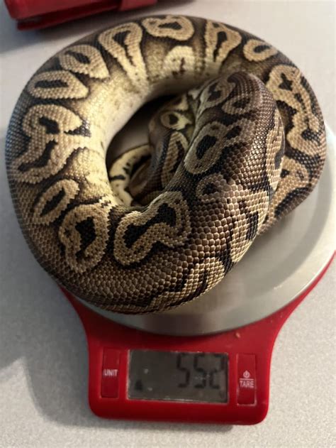 1 Yo Ball Python Size Rballpython