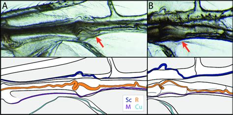 Microphotograph And Line Drawing Of The Wing Base Of Chrysopa