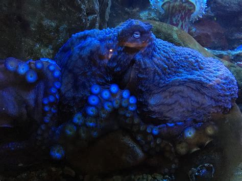 Octopus Color Change