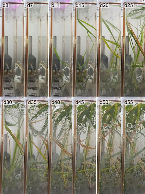 我国科学家在国际上首次完成水稻从种子到种子全生命周期空间培养实验