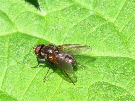 Diptera