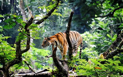 Rainforest Habitat Animals