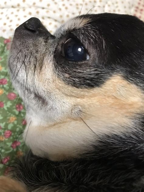 치와와블랙탄 꼬마코고는 소리and엘리베이터 문 열으라고 쪼으는 영상and자는 모습and개여드름 등등 네이버 블로그