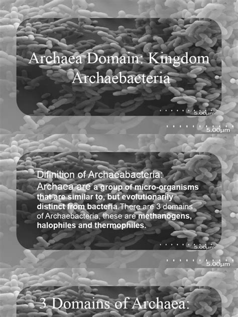 Archaea Domain Pdf