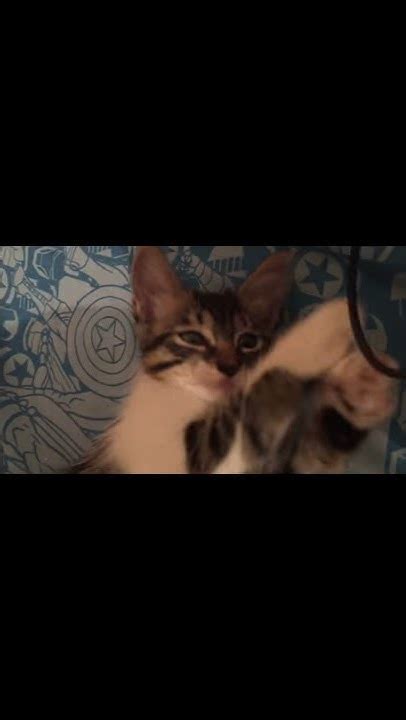 Minha Gatinha Kira😻 Youtube