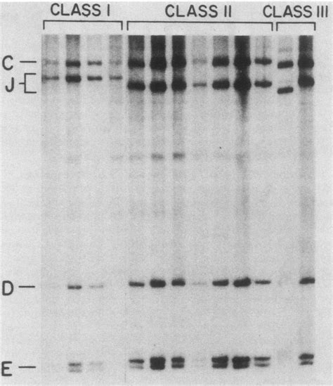 Restriction Enzyme Analysis Of Recombinant Genomes The Products Of Download Scientific Diagram
