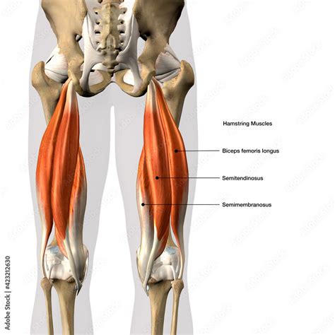 ภาพประกอบสต็อก Hamstring Muscles Labeled Male Posterior On White Background 3d Rendering ภาพ