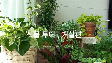 식물투어 거실편plant Tour Living Room Youtube
