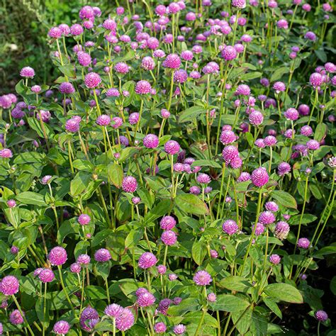 Globe Amaranth Qis® Pink Seeds Gomphrena Globosa