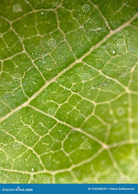 A Plant Leaf Under A Microscope Extreme Close Up Photo Stock Image