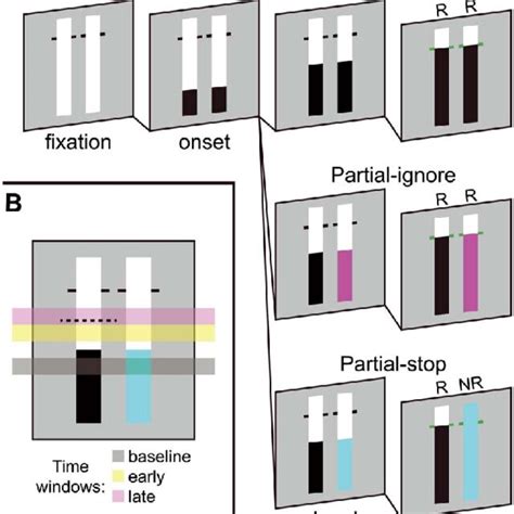 A Stimulus Selective Ari Task A Trials Began With 2 Empty Bars