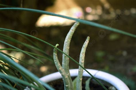 Root Sprout Background Images Hd Pictures And Wallpaper For Free