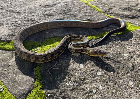 Malayopython Timoriensis Dkpythons