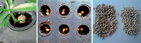 3 Emergence Of Two Seed Seedling Of Polyembryony Species A Provision