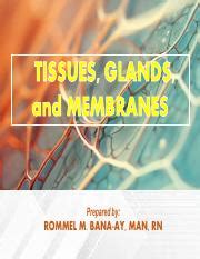 Understanding Tissues: Types, Functions & Structures | Course Hero