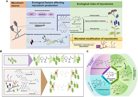 Frontiers Mycotoxins In Conversation With Bacteria And Fungi