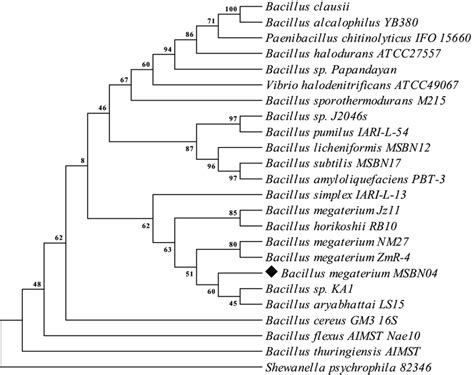 Nj Bootstrapping Consensus Phylogenetic Tree Of Isolate Msbn04 And