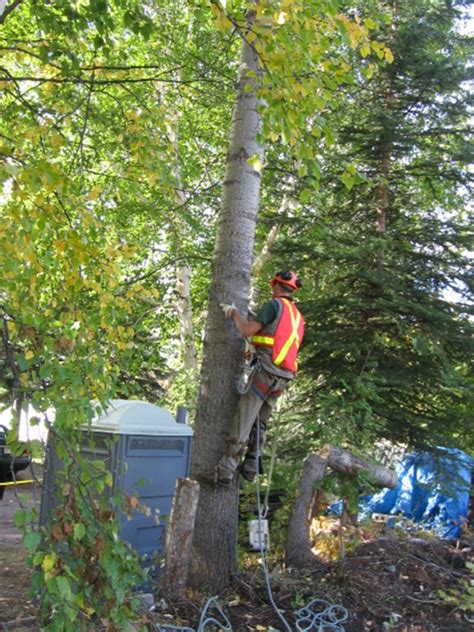 Tree Trimming Pruning Services Baulkham Hills Charles Tree Services