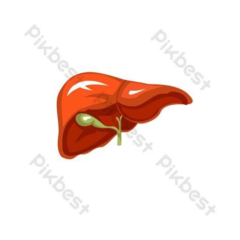 손으로 그린 인간의 장기 간 그림 일러스트 Png Psd 무료 다운로드 Pikbest