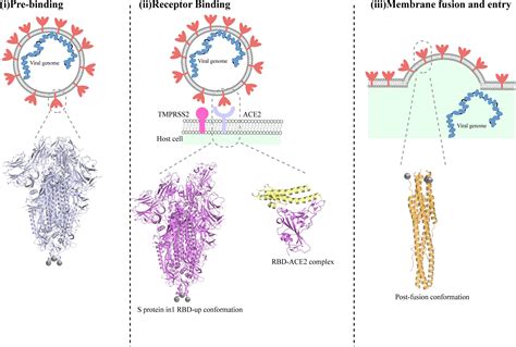 Frontiers Structural Characterization Of Sars Cov 2 Where We Are And Where We Need To Be