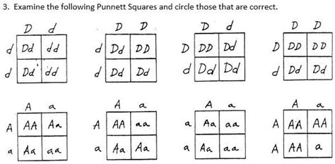 3 Examine The Following Punnett Squares And Circle Those That Are