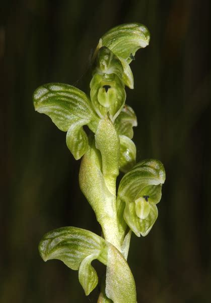 Plantnet Floraonline