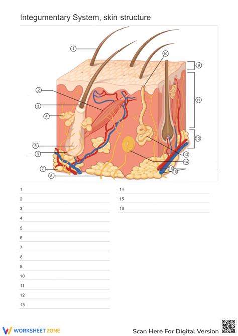 Integumentary System Skin Structure Worksheet In 2025 Skin Structure Integumentary System