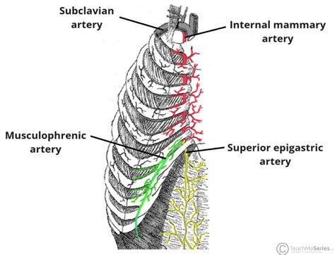 Internal Mammary Artery Course Supply Teachmeanatomy