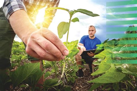 Vision For Agriculture Food Safer Phosphates Foundation