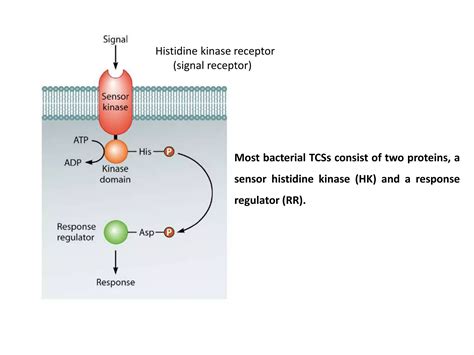 Bacterial Two Component Pptx