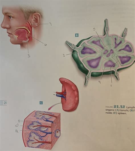 Tonsils Lymph Node Spleen Diagram Quizlet