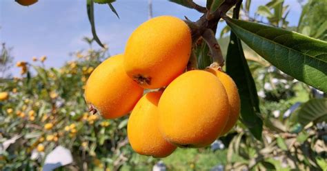 완도군 웰빙 과일 비파 본격 수확…올해 140톤 생산